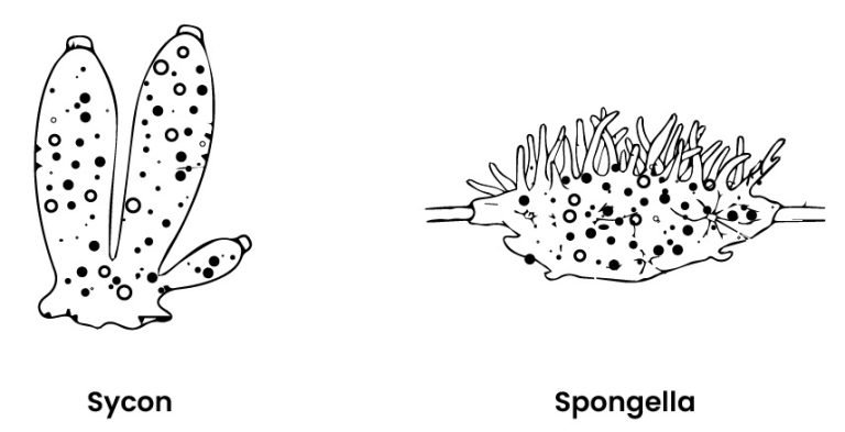 CSS Solved General Science and Ability Past Paper 2013
